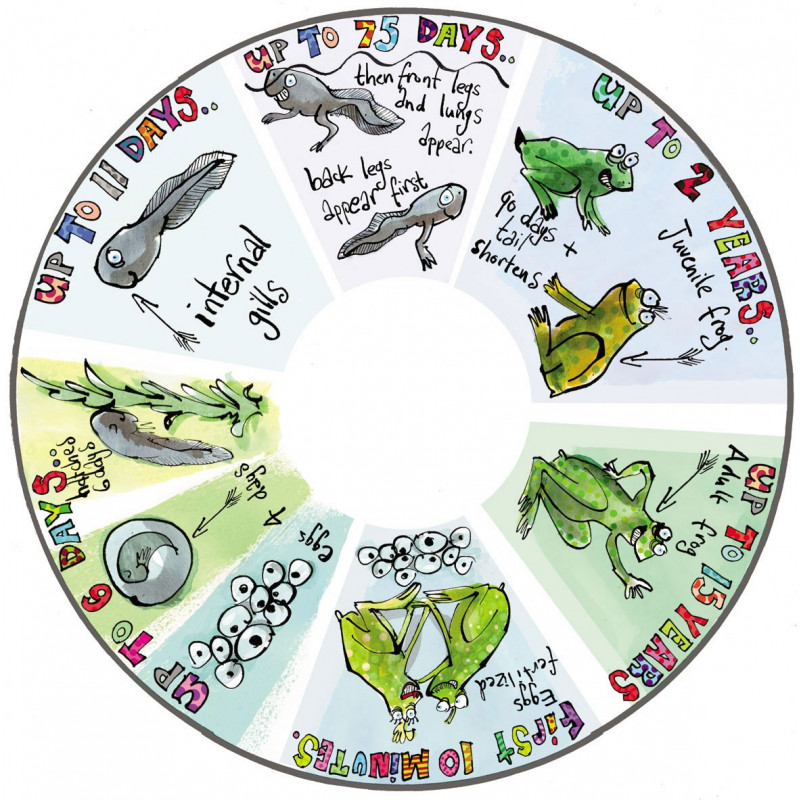 Frog life cycle wheel printable - hilostorage