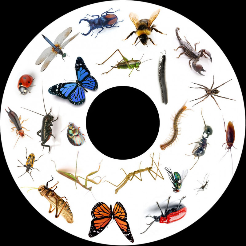 SNAP Effects Wheel for Multi-Sensory Rooms