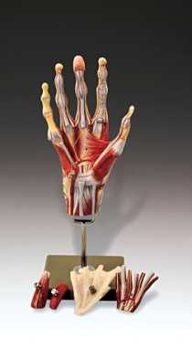 Discount Anatomy Reference Books, Charts & Materials